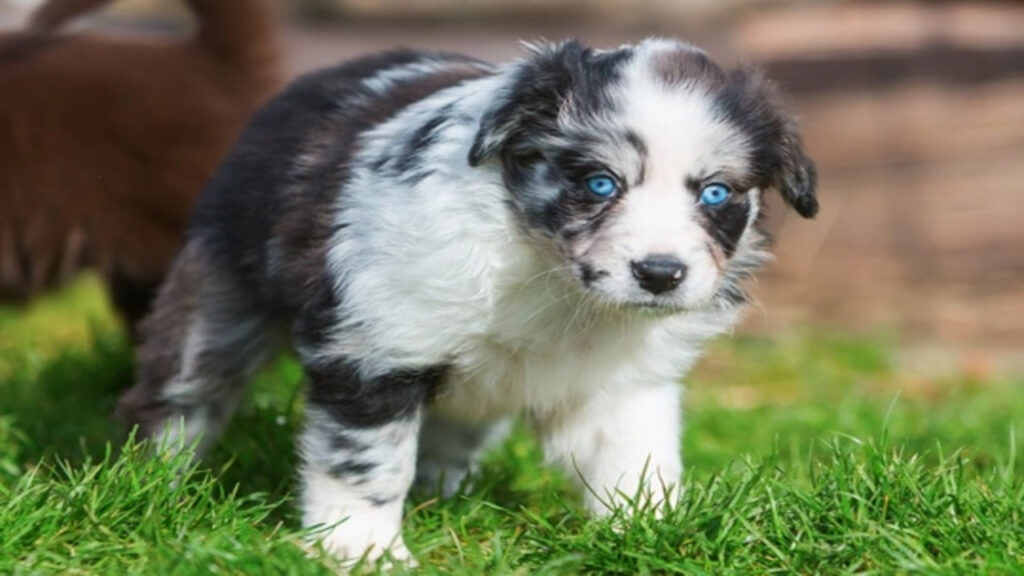 Do All Blue Merle Aussies Have Blue Eyes: Follow The Guide