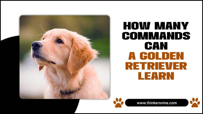 How Many Commands Can a Golden Retriever Learn - Expert's Guide