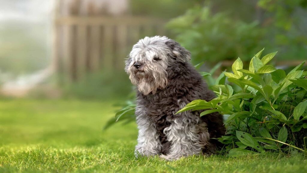 Schnauzer Cocker Spaniel Mix: Know All About Schnocker!