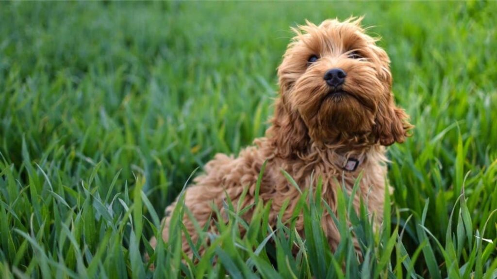 Schnauzer Cocker Spaniel Mix: Know All About Schnocker!