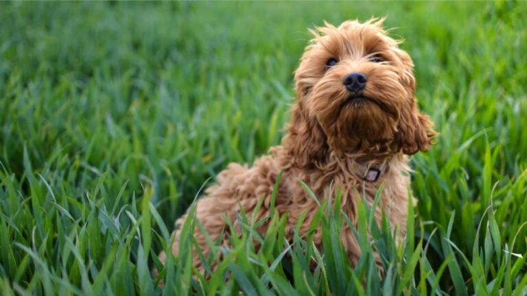 Schnauzer Cocker Spaniel Mix: Know All About Schnocker!