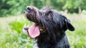 Schnauzer Cocker Spaniel Mix: Know All About Schnocker!