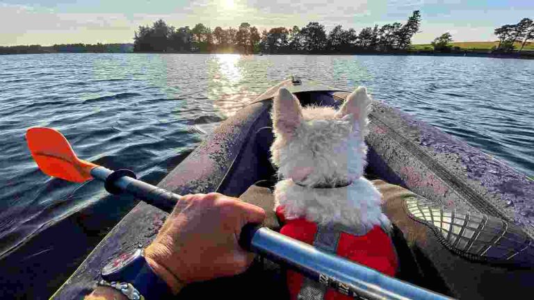 Kayak Platform For Dogs: Elevate Canine Adventures!