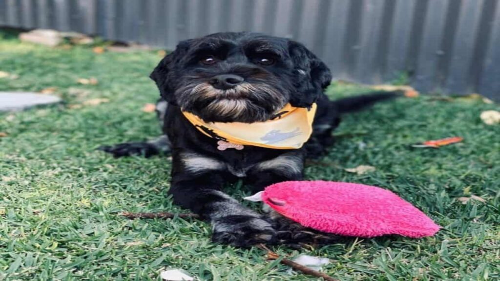 Schnauzer Cocker Spaniel Mix: Know All About Schnocker!