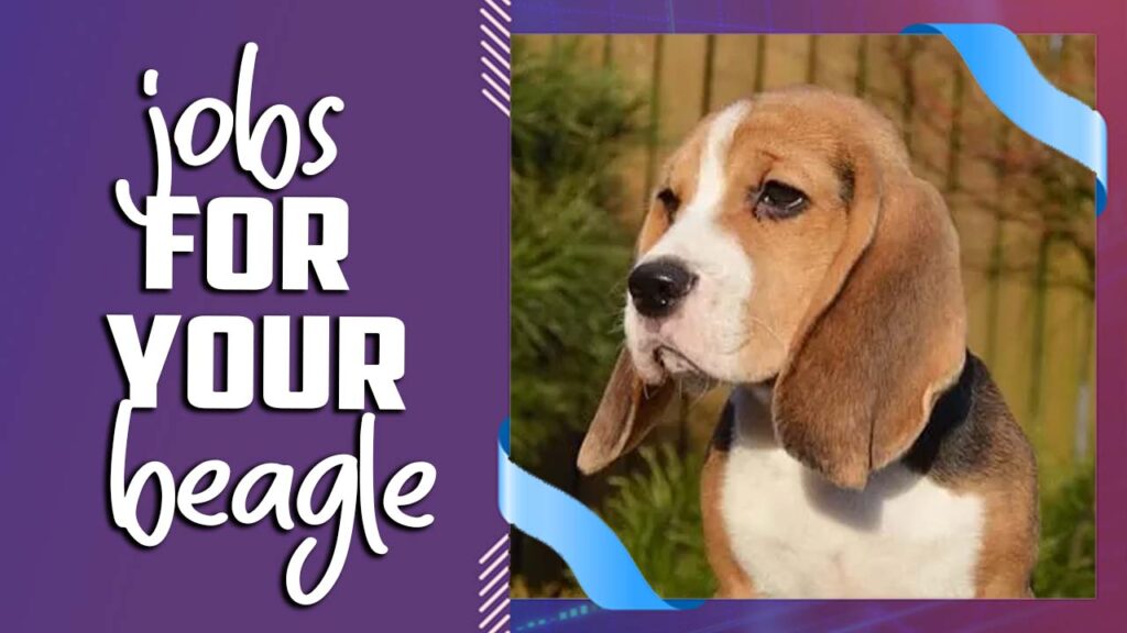 Jobs For Your Beagle - A Guide to Finding the Right Fit