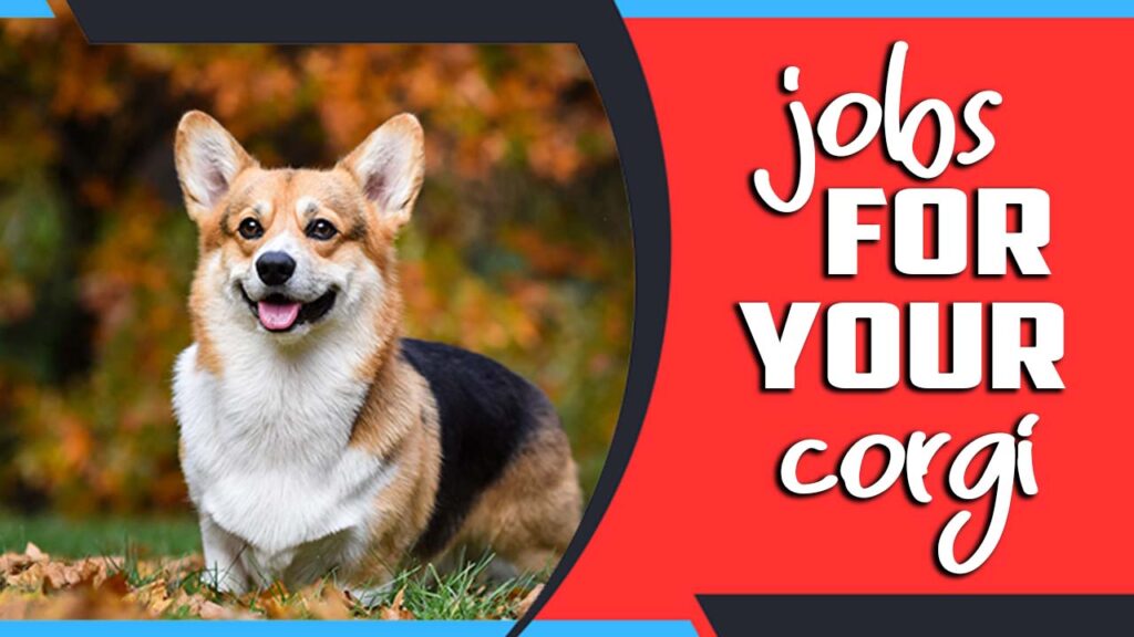 Jobs For Your Corgi - Elevate Your Corgi's Life