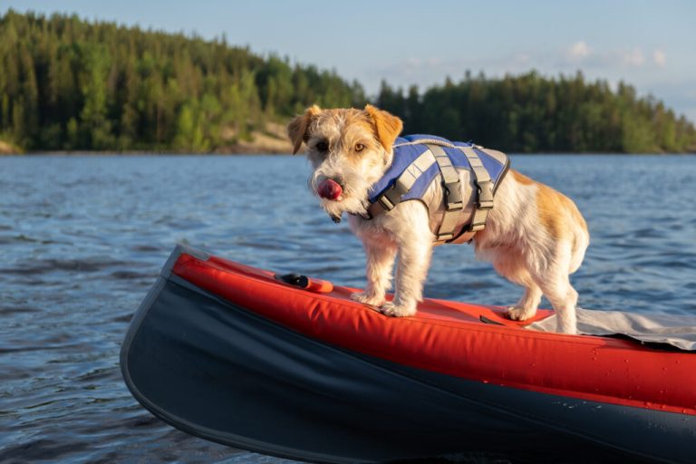 Kayak Platform For Dogs: Elevate Canine Adventures!