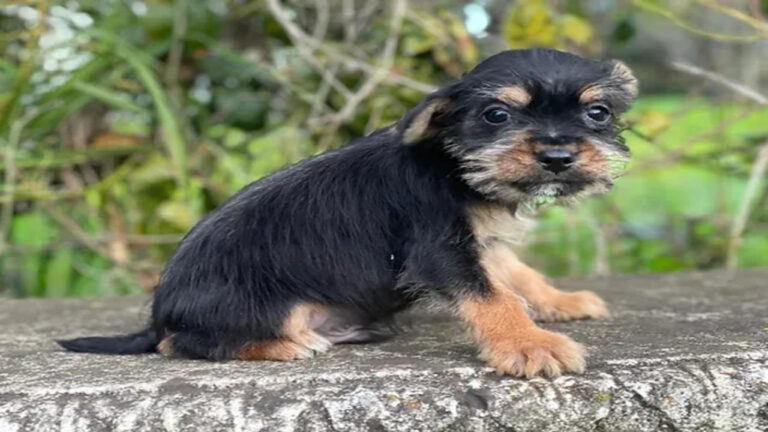 Schnauzer Cocker Spaniel Mix: Know All About Schnocker!