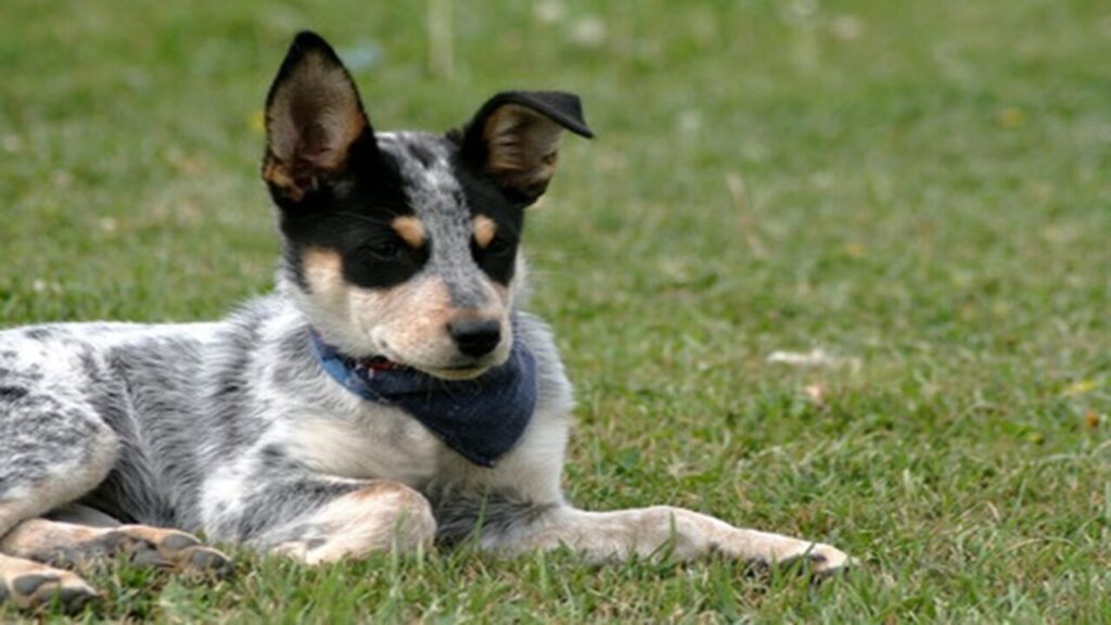 Essential Training Commands For Your Blue Heeler - Pro Guide
