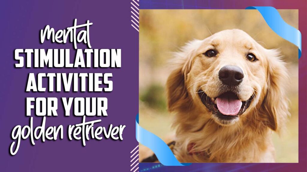 Mental Stimulation Activities For Your Golden Retriever - Explained