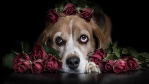 Safe Flowers For Dogs - Blooms That Bark Loves!