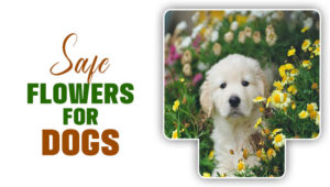 Safe Flowers For Dogs - Blooms That Bark Loves!