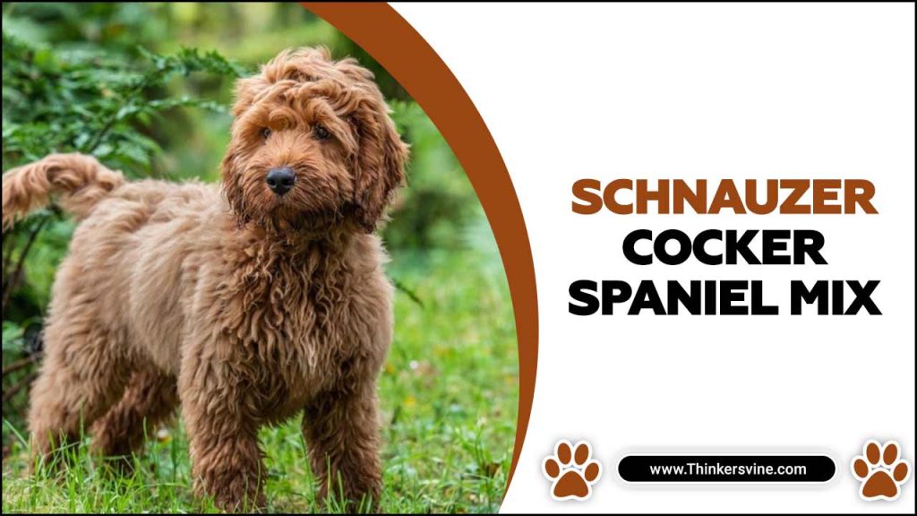 Schnauzer Cocker Spaniel Mix: Know All About Schnocker!