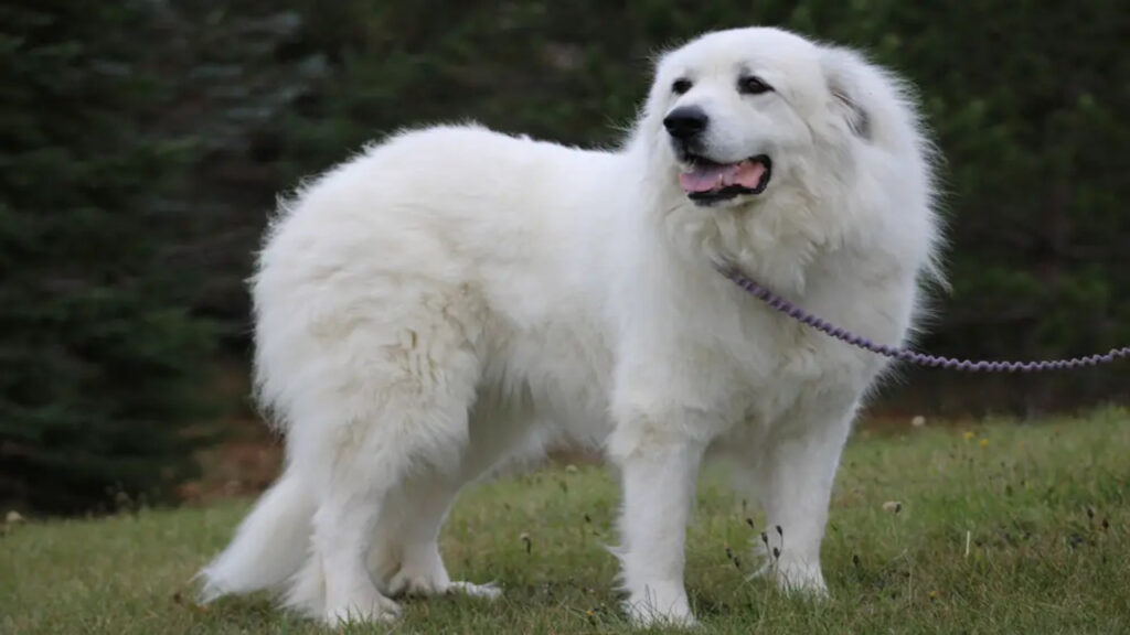 Should I Get A Male Or Female Great Pyrenees - Amazing Guide