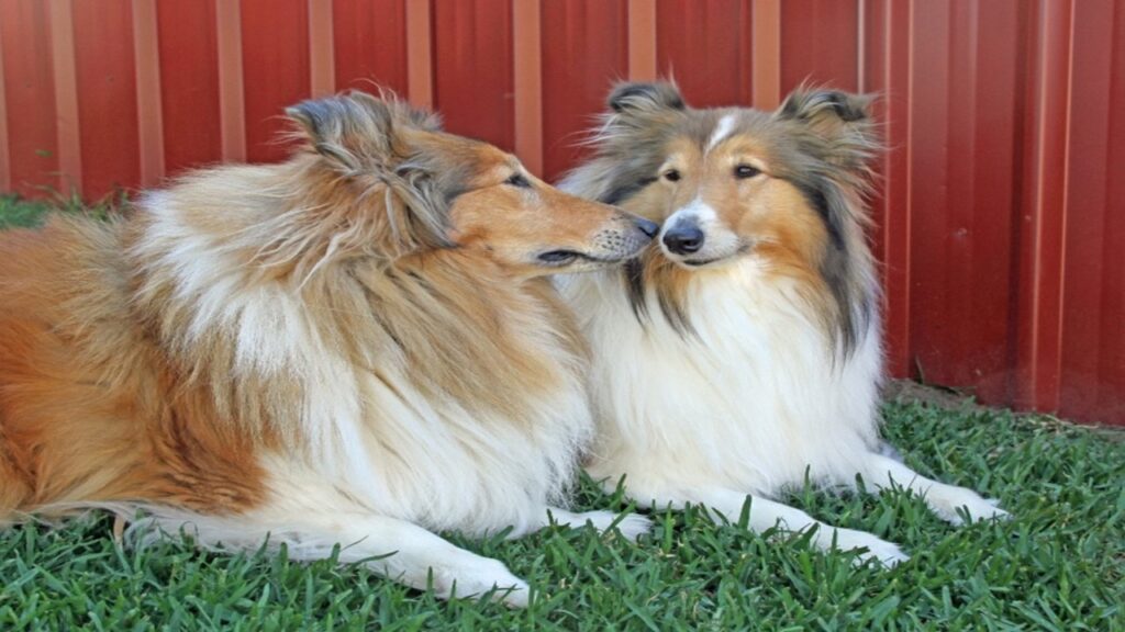 When Do Rough Collies Calm Down - A Guide For Beginner's