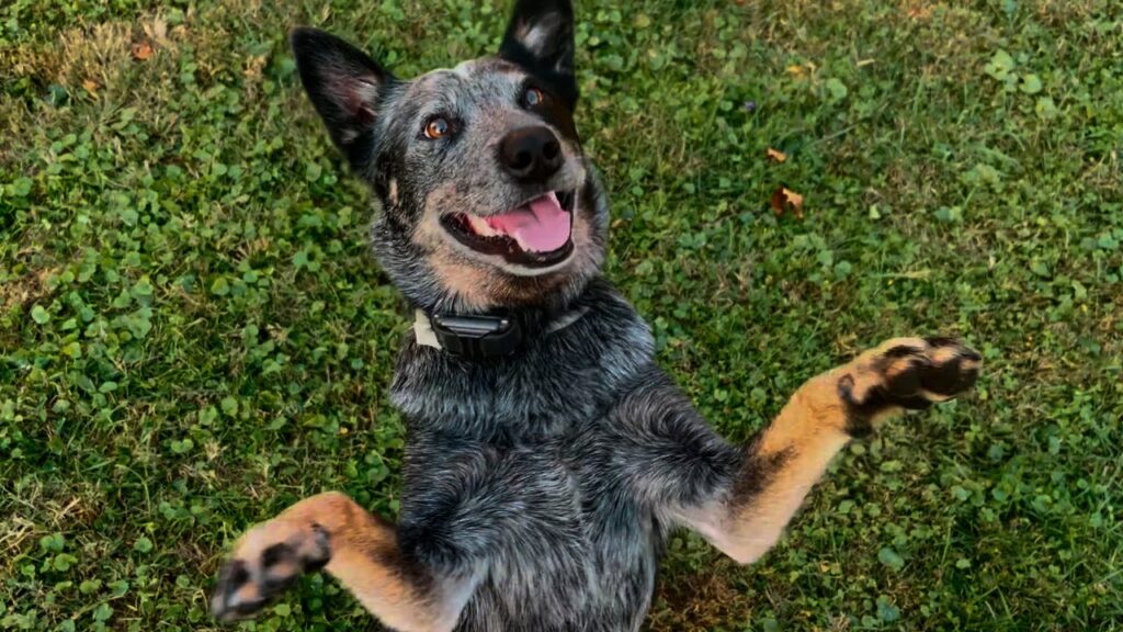 Essential Training Commands For Your Blue Heeler - Pro Guide