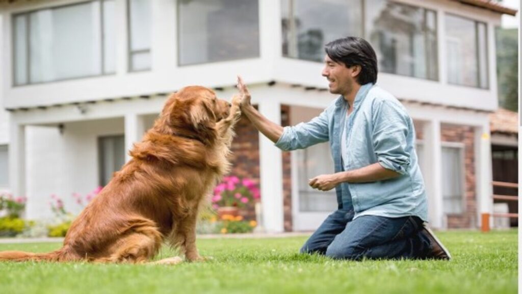 Mental Stimulation Activities For Your Golden Retriever - Explained