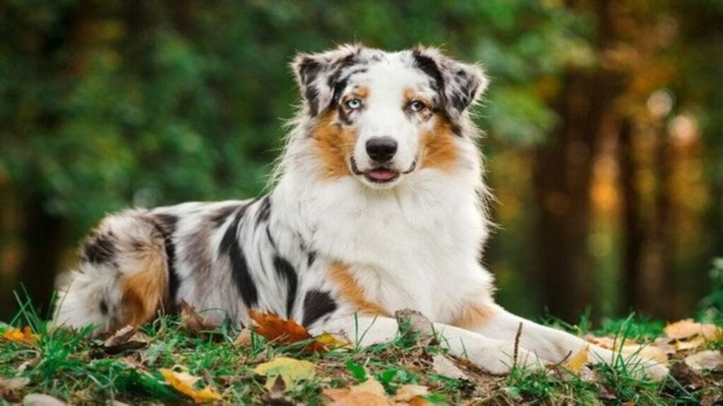 Goofy Australian Shepherd Quirks - A Guide to the Unique Behaviors
