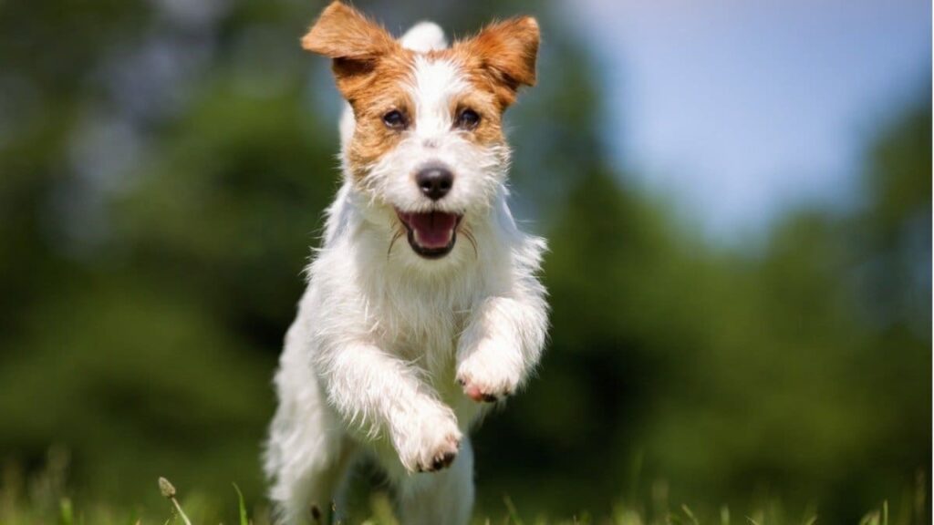 Jobs For Jack Russell Terriers - Effective 10 Steps