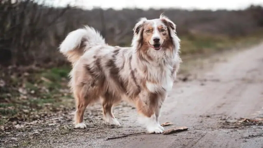 Red Tri Australian Shepherds: All You Need To Know