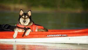 Kayak Platform For Dogs: Elevate Canine Adventures!
