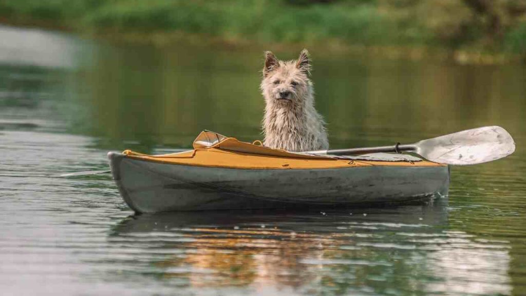 Kayak Platform For Dogs: Elevate Canine Adventures!