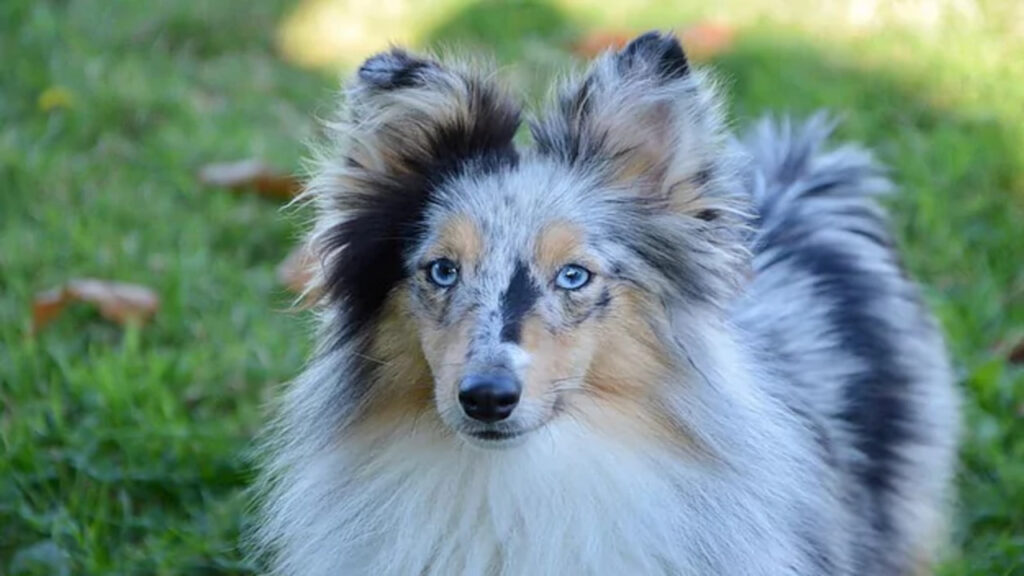 Blue Merle Sheltie - Understanding The Characteristics