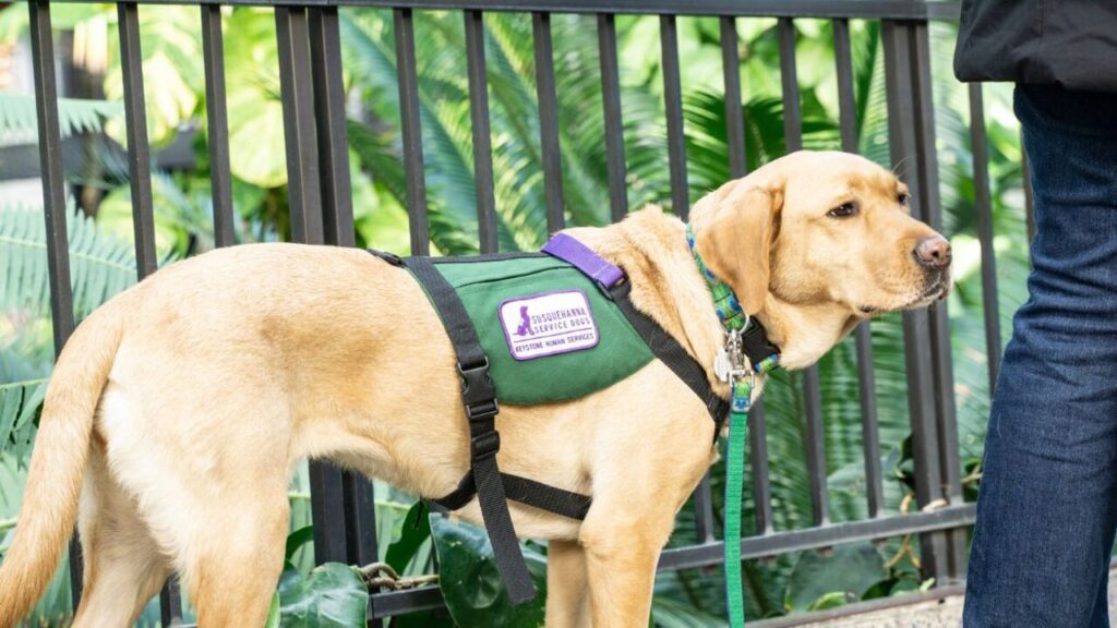 Emotional Support Animal Laws In Virginia: Expert Guideline