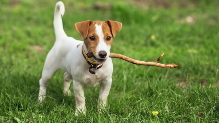 Jobs For Jack Russell Terriers - Effective 10 Steps