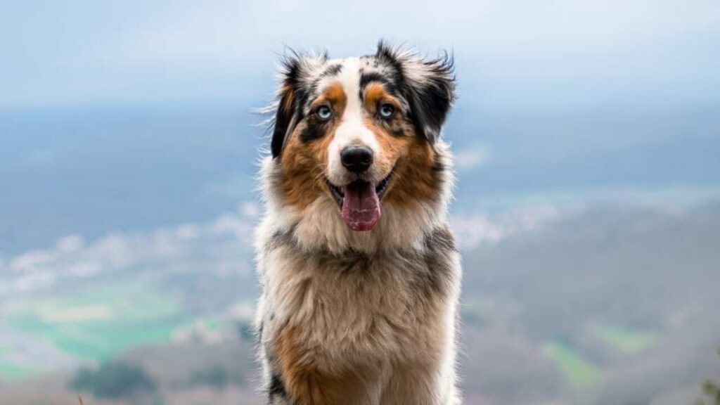 Do Miniature Australian Shepherds Shed: A Complete Guide