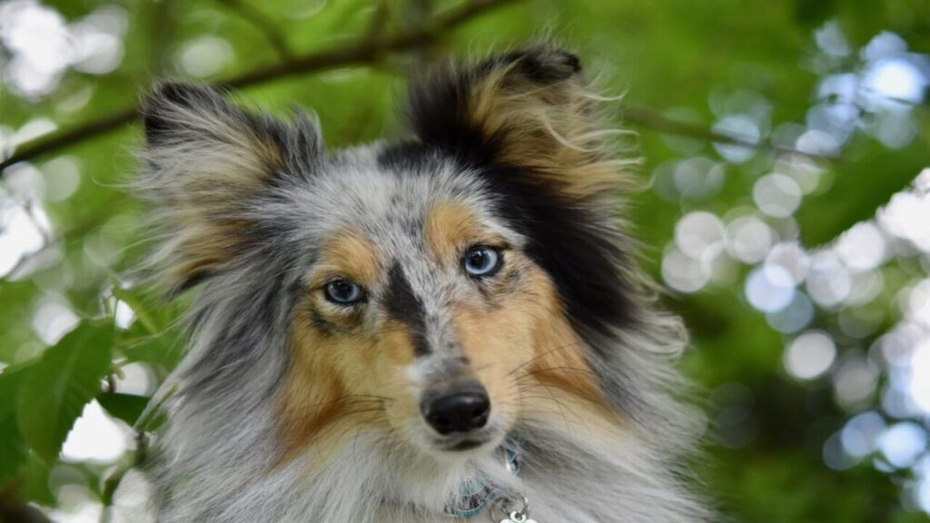 Blue Merle Sheltie - Understanding The Characteristics