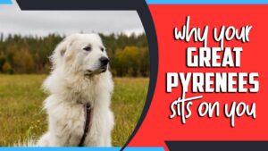 Why Your Great Pyrenees Sits On You - Amazing 6 Tips