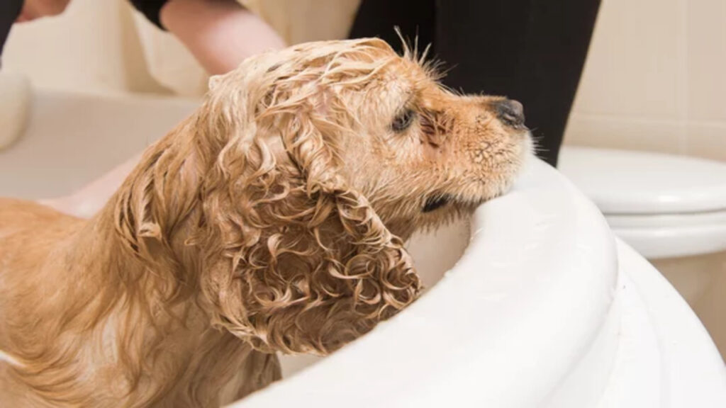 The Reasons Your Cocker Spaniel Smells Bad - Effective Tips