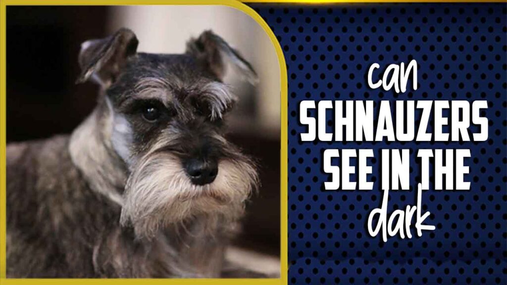 Can Schnauzers See In The Dark: Examples of Dog Color Vision