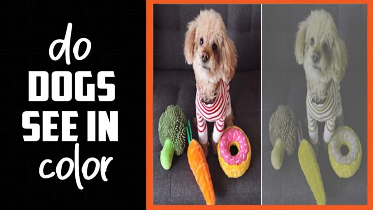Do Dogs See In Color - A Guide To Understanding Your Dog's Perception