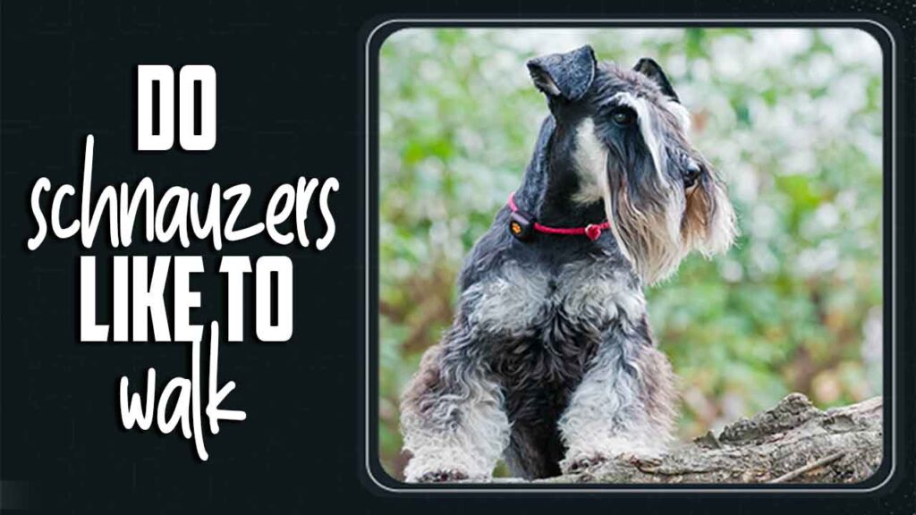 Do Schnauzers Like To Walk - A Comprehensive Guide