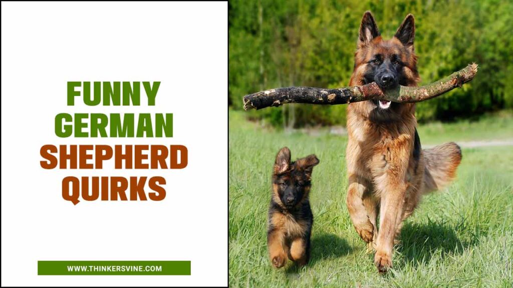 Funny German Shepherd Quirks - Hilarious Traits Unveiled