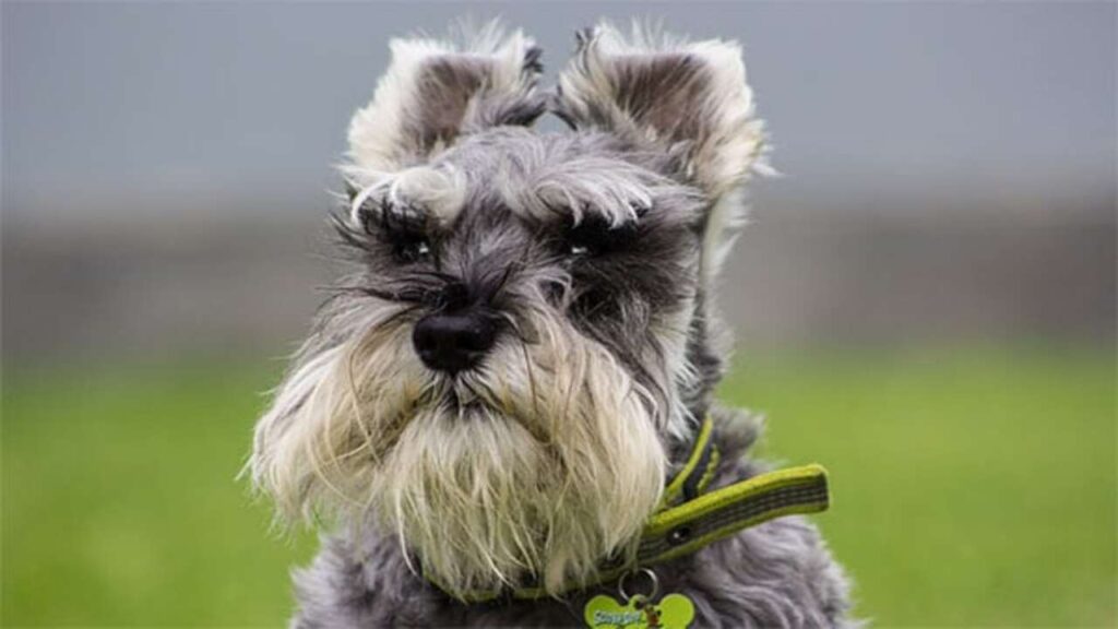 Female Schnauzer Names: The Ultimate Guide