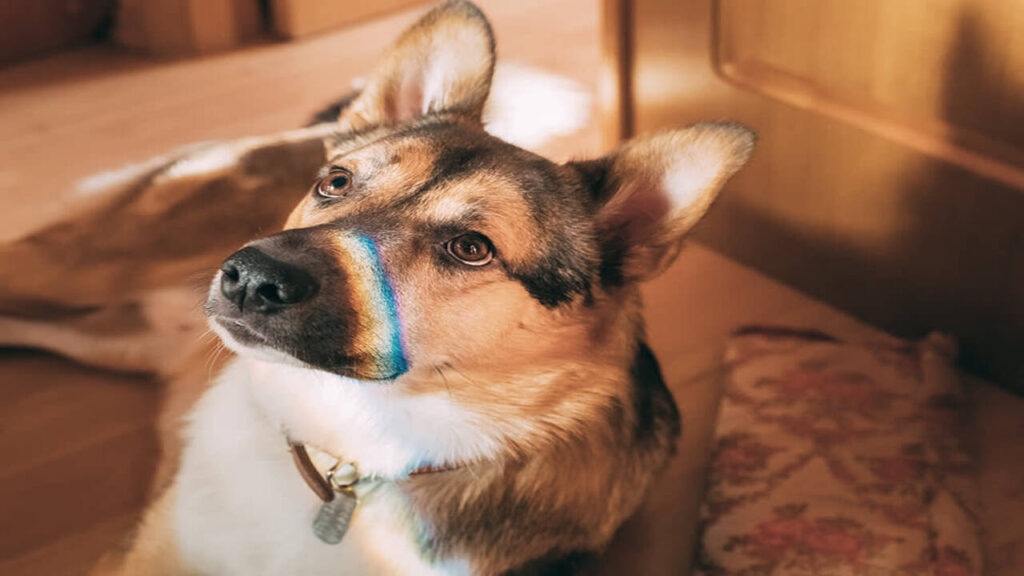 Do Dogs See In Color - A Guide to Understanding Your Dog's Perception