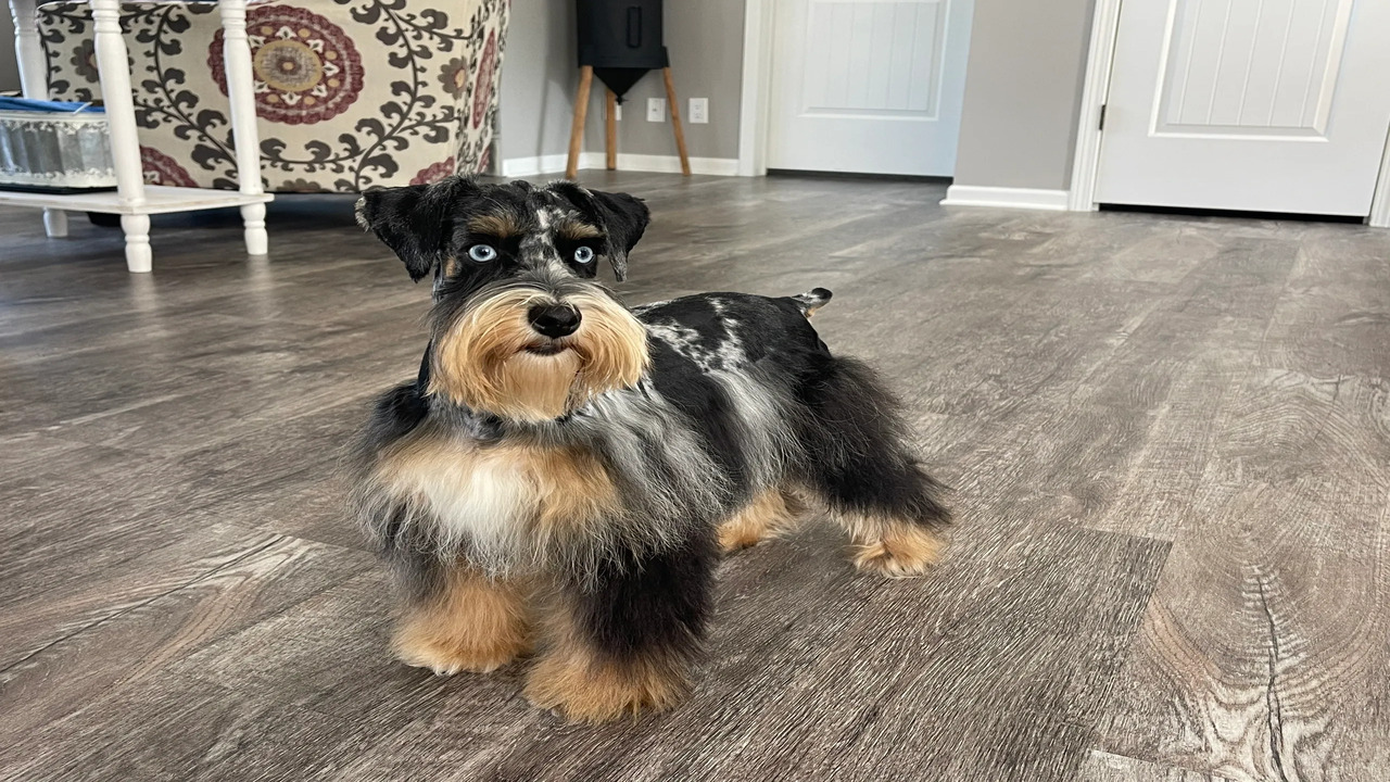 Parti Colored Schnauzer - Exclusive Ideas
