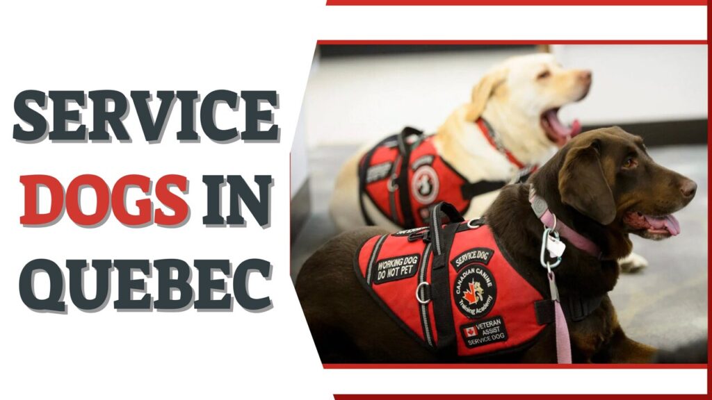 Service Dogs In Quebec: Everything You Need To Know