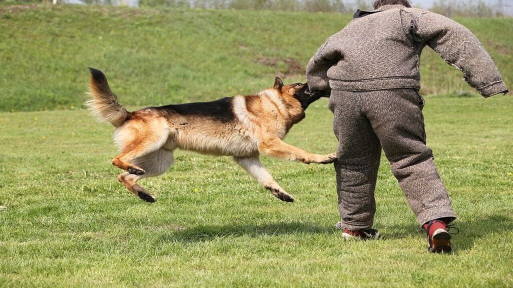 Indiana Dog Bite Laws - Amazing Explained