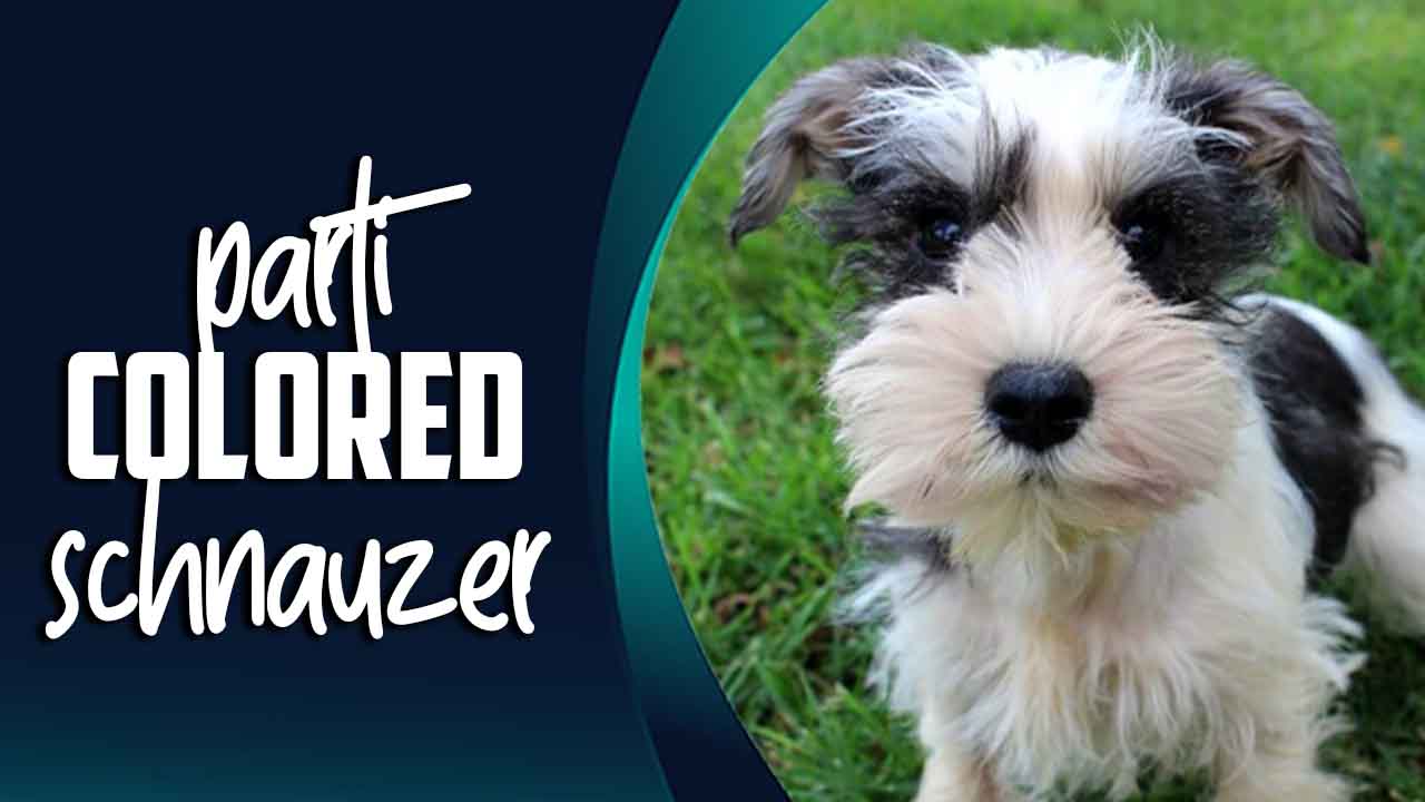 Parti Colored Schnauzer - Exclusive Ideas
