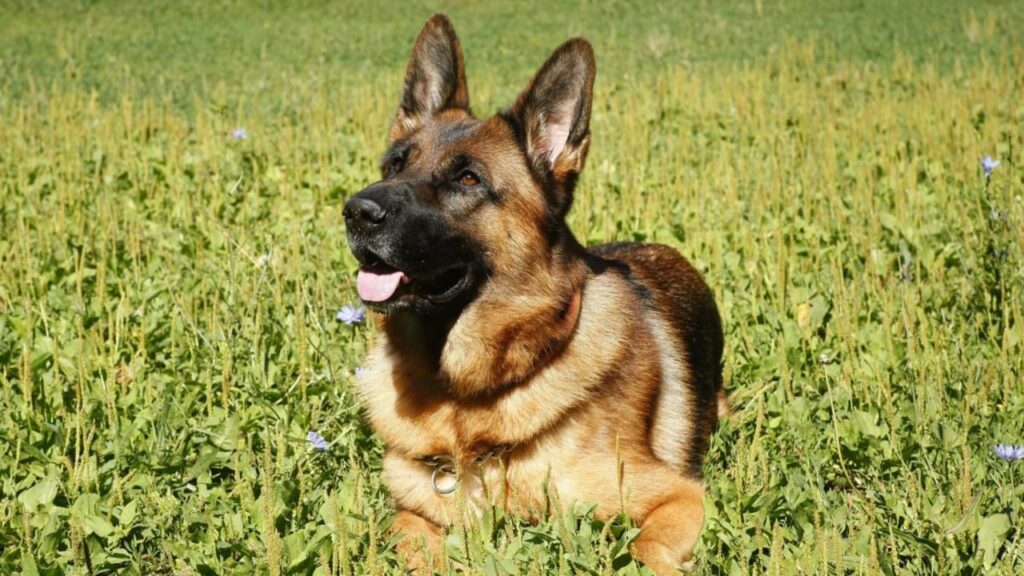 Panda German Shepherd: A Guide to This Unique Breed