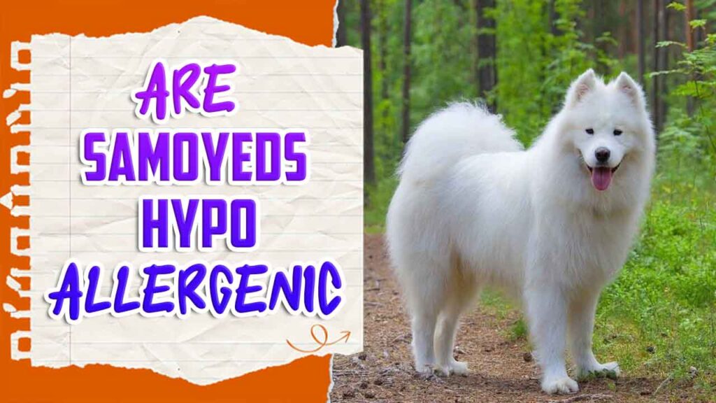 Samoyeds Hypoallergenic: Breed is Completely Allergy-Free!