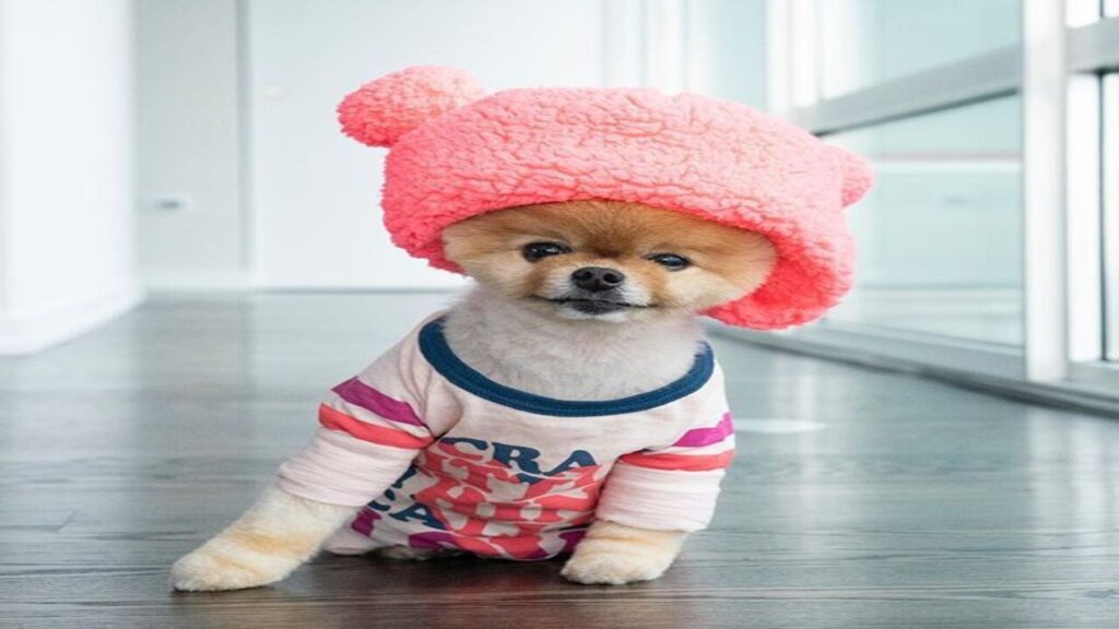 Meet Jiffpom: A Guide To This Unique Breed