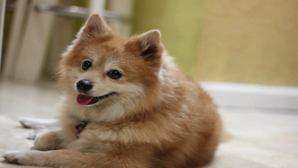 Pomeranian Golden Retriever Mix: Training Tips and Insights