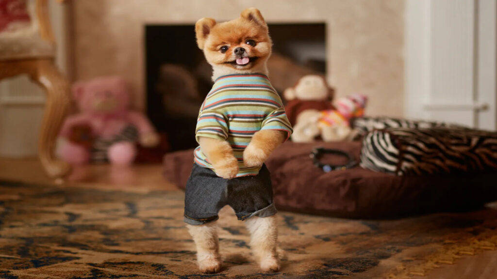 Meet Jiffpom: A Guide To This Unique Breed