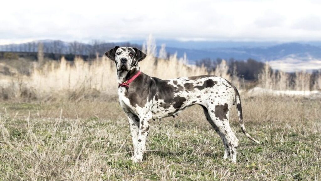 Harlequin Great Dane: A Rare Breed That’s Right For You?