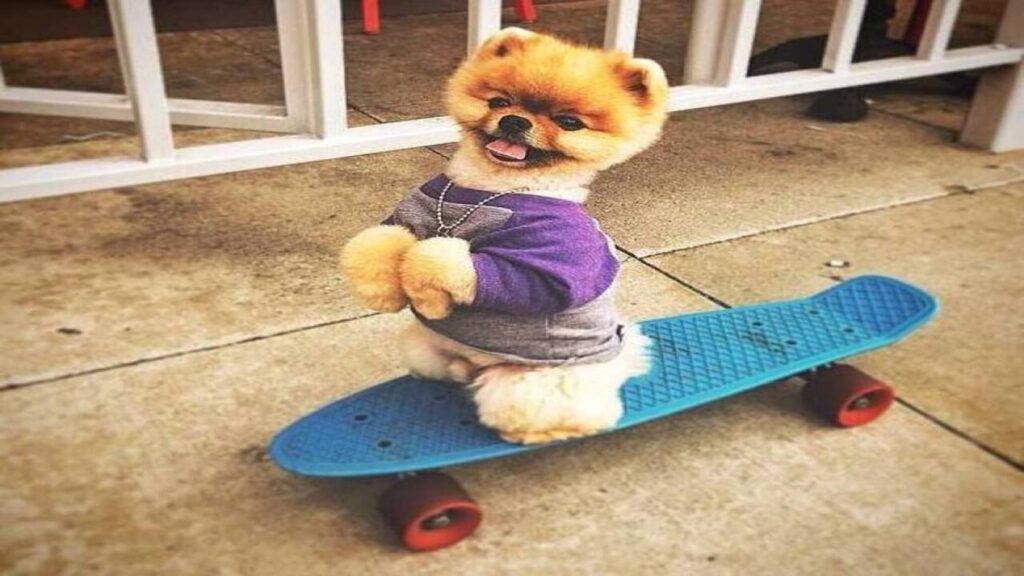 Meet Jiffpom: A Guide To This Unique Breed